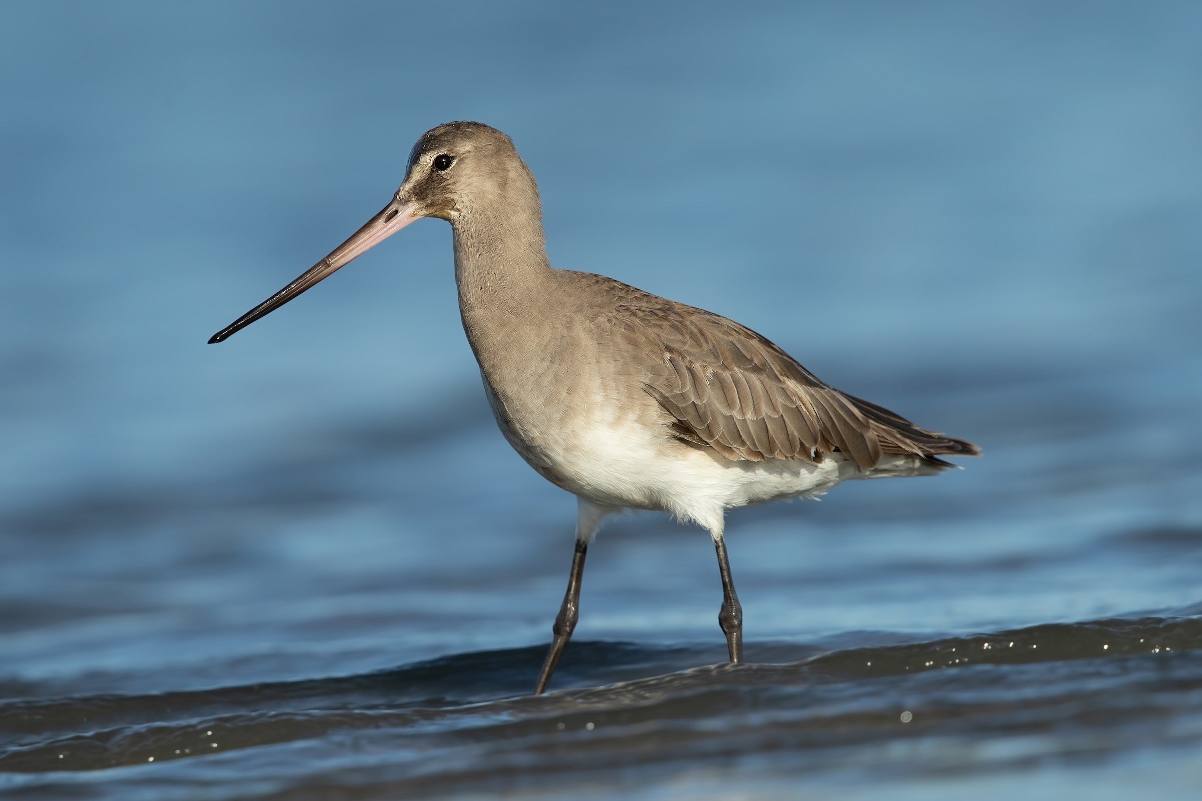 Hudsonian Godwit – RedEar