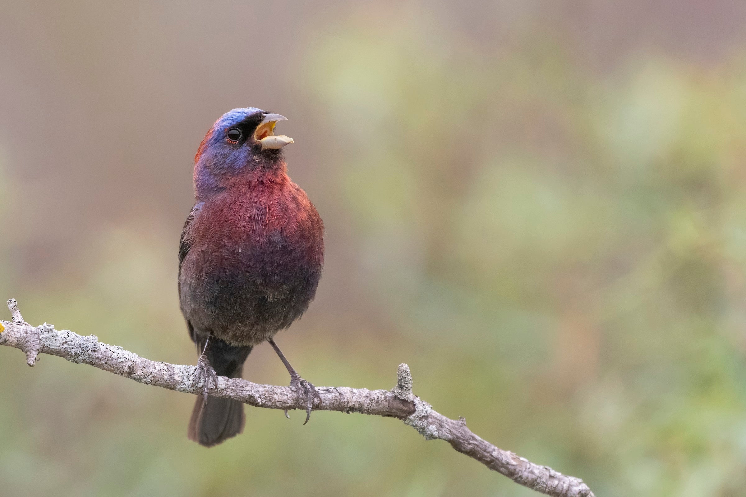Varied Bunting – RedEar